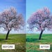 40 Cherry Blossom Luts | Sakura Japan Pink Pastel Color Grading LUT ...