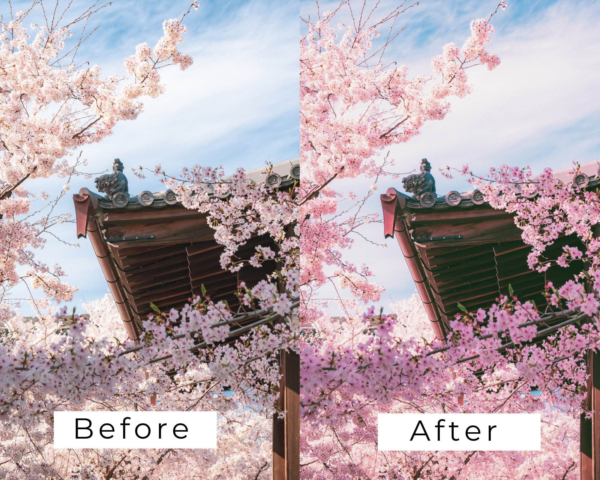 20 Lightroom Presets Cherry Blossom Tree Pink Japan - Etsy