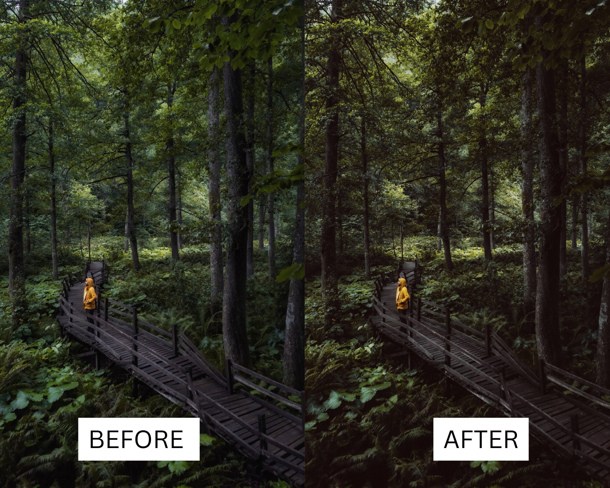 40 Forest Cinematic Luts | Moody Green Color Grading Pack | Woodland ...
