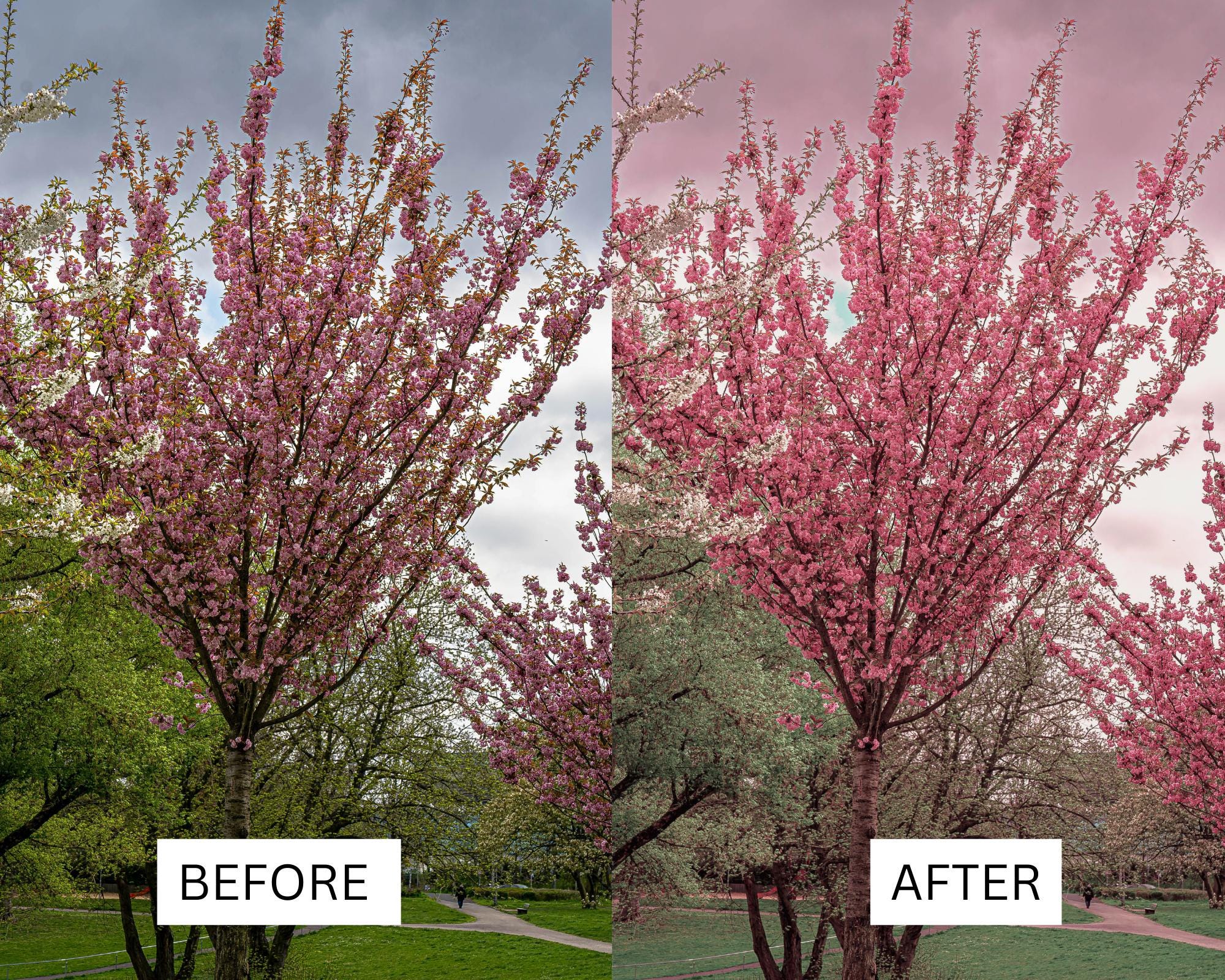 40 Cherry Blossom Luts | Sakura Japan Pink Pastel Color Grading LUT ...
