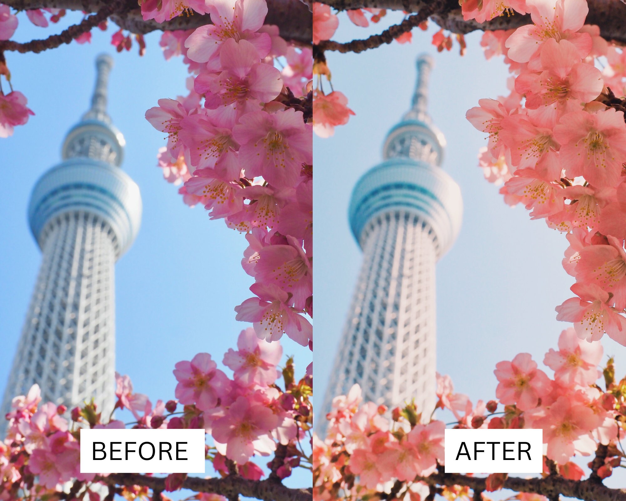 20 LUTS | Cherry Blossom | Sakura | Japan | Premiere Pro | After ...