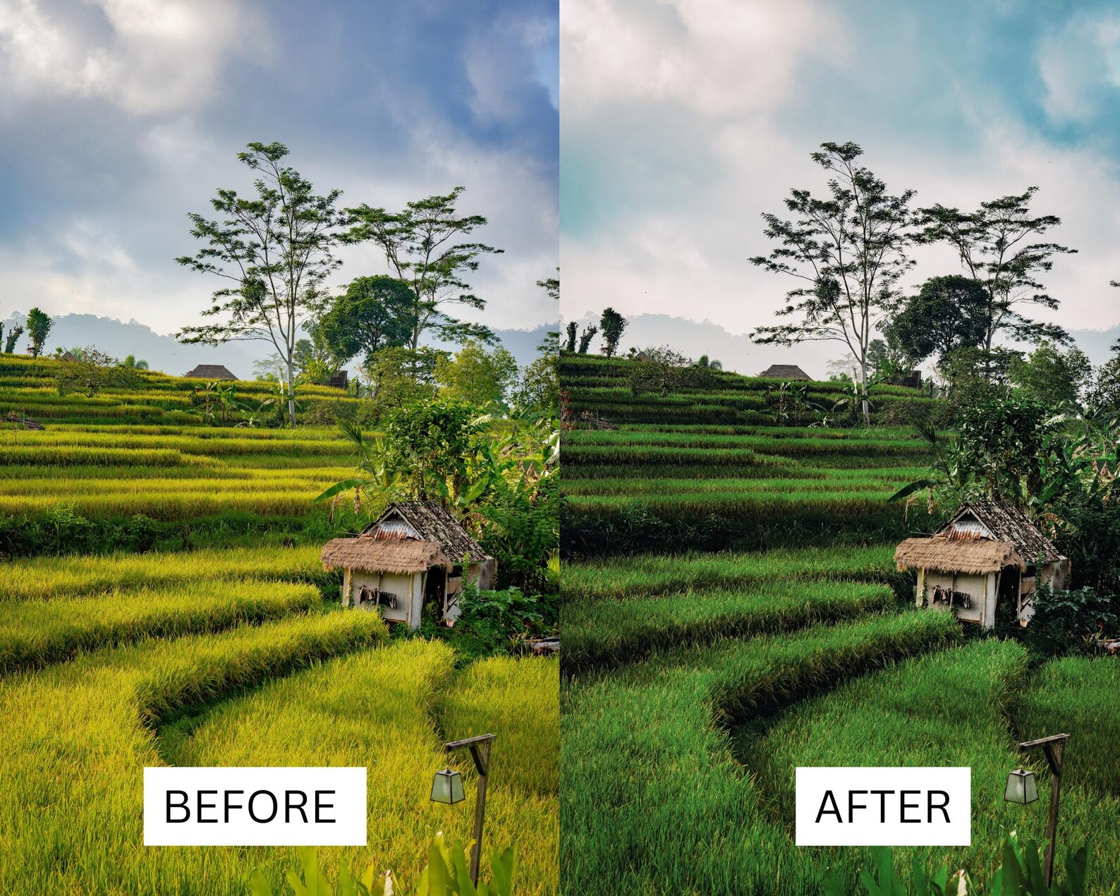 40 Bali Cinematic LUT Pack | Tropical Green Film Look Luts for Premiere ...