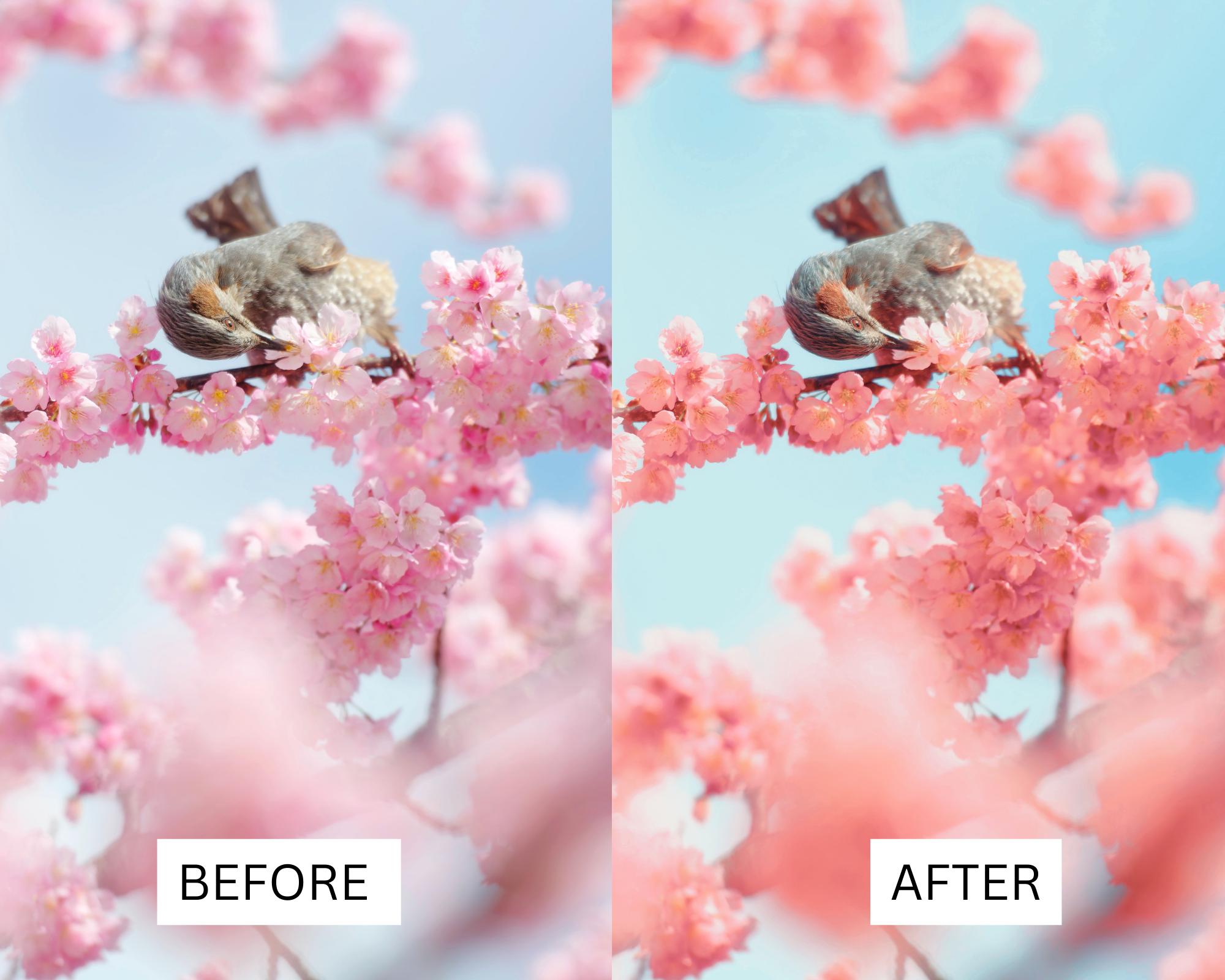 40 Cherry Blossom Luts | Sakura Japan Pink Pastel Color Grading LUT ...