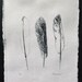 Feathers Handmade Intaglio Print - Etsy