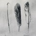 Feathers Handmade Intaglio Print - Etsy
