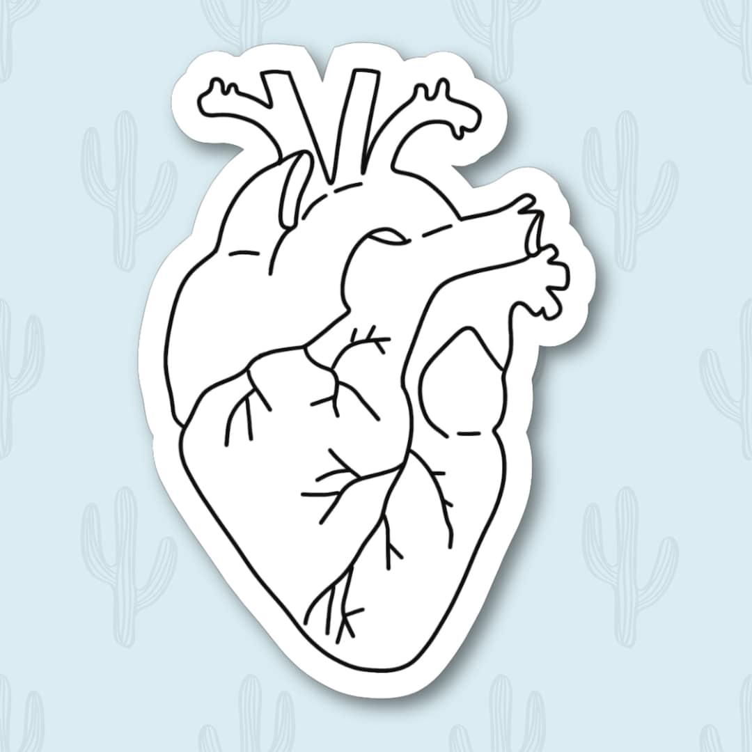 Anatomical Heart Sticker, Heart Anatomy Sticker, Nursing Sticker for ...