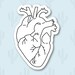 Anatomical Heart Sticker, Heart Anatomy Sticker, Nursing Sticker for ...