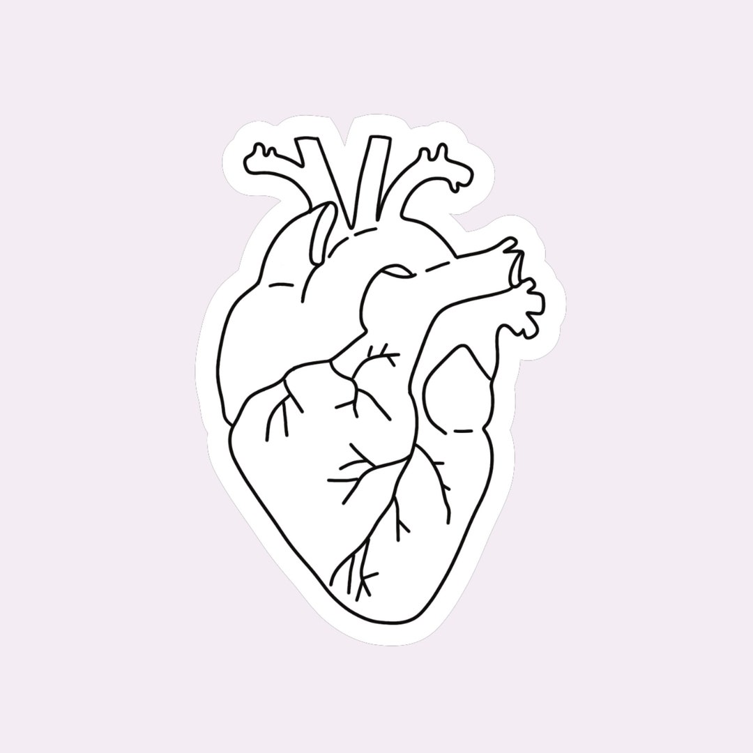 Anatomical Heart Sticker Heart Anatomy Sticker Nursing - Etsy
