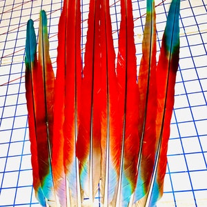 Scarlet Macaw Peyote Ceremony Feather Fan, NAC Native American Church ...