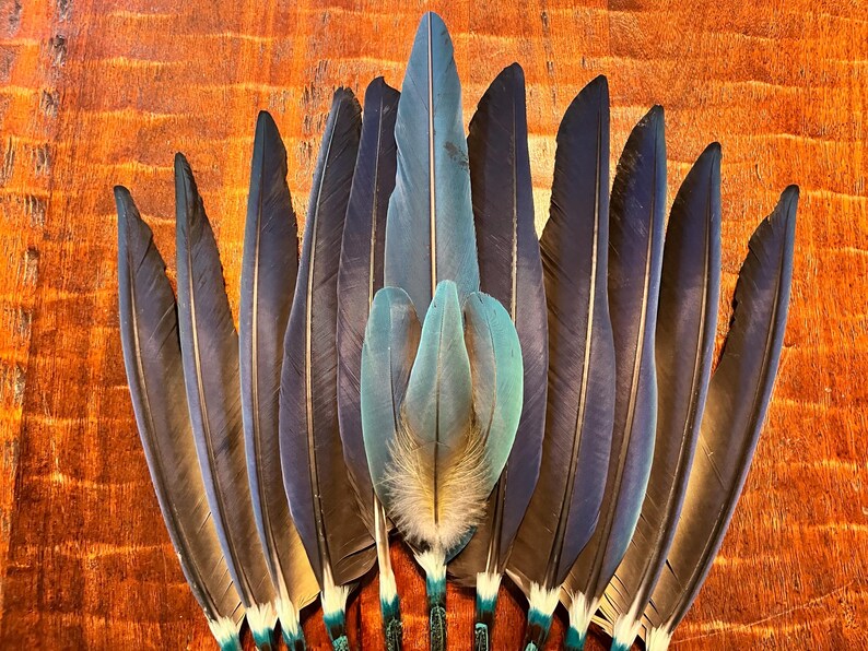 Beautiful Blue Macaw NAC Prayer Fan, Feather Peyote Ceremony Tool ...