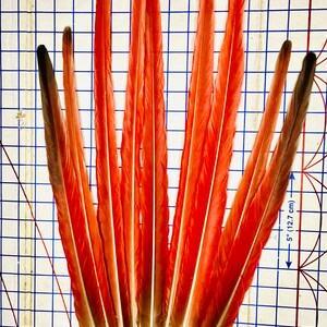 Scarlet Macaw Peyote Ceremony Feather Fan, NAC Native American Church ...
