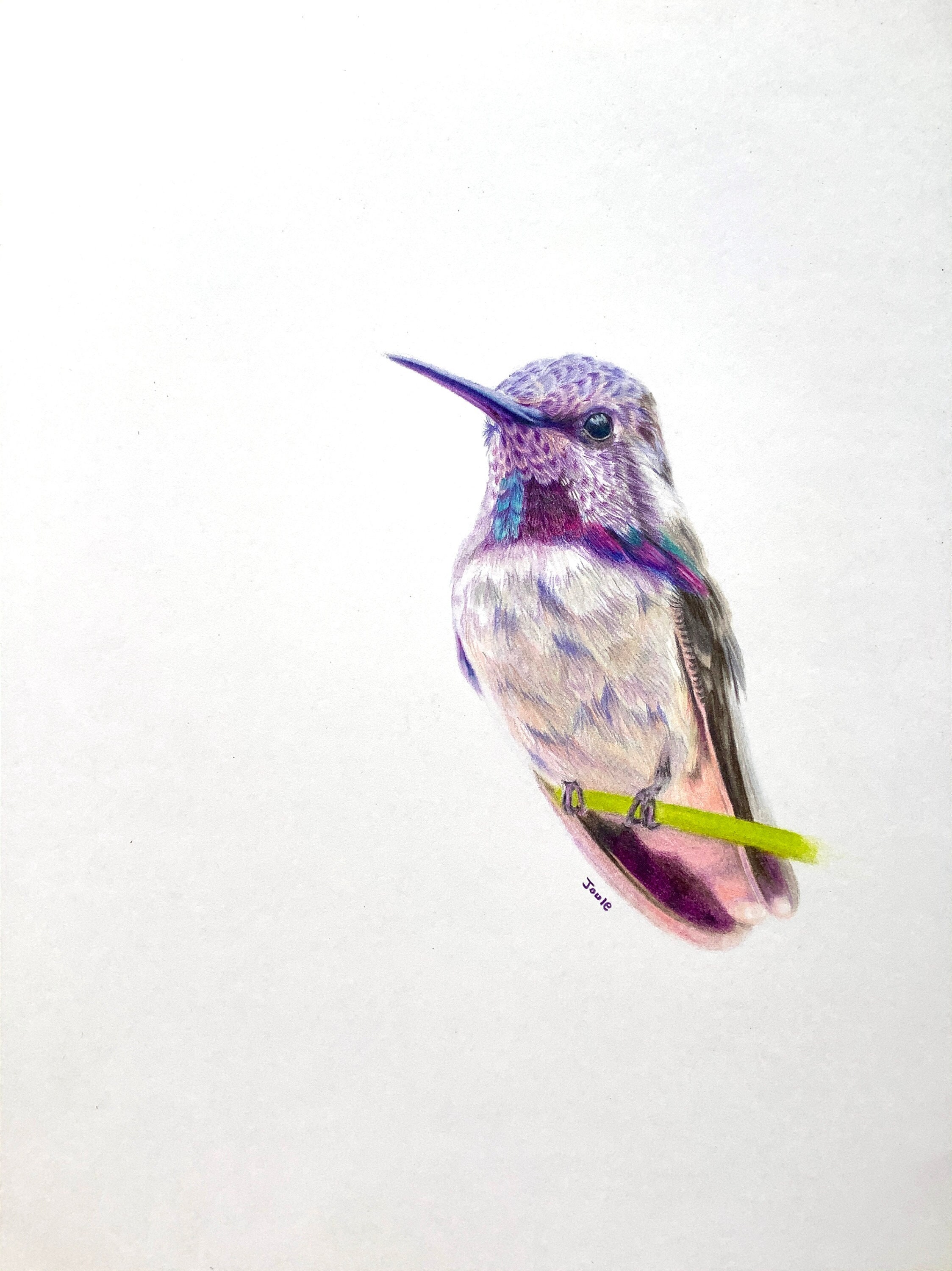 Hummingbird - Original Drawing Art, Colored Pencil by Locatehereart ...