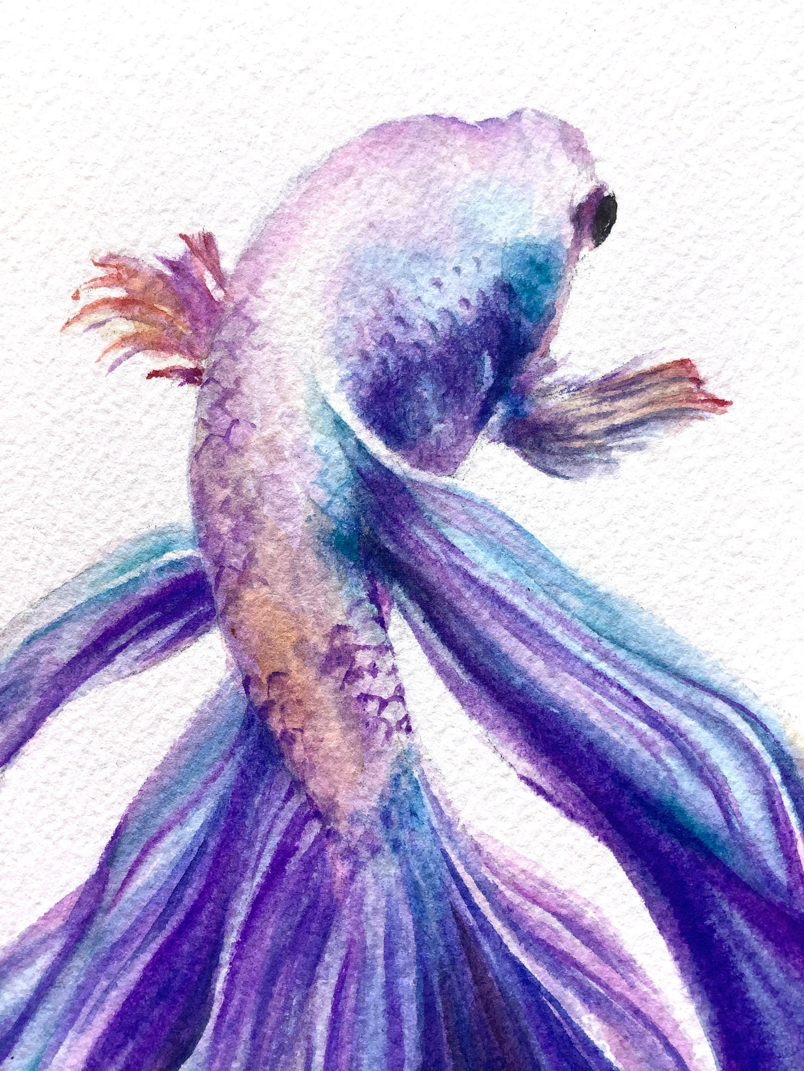 Betta Fish - Original Watercolor Painting by Locatehereart, 9x12 - Etsy