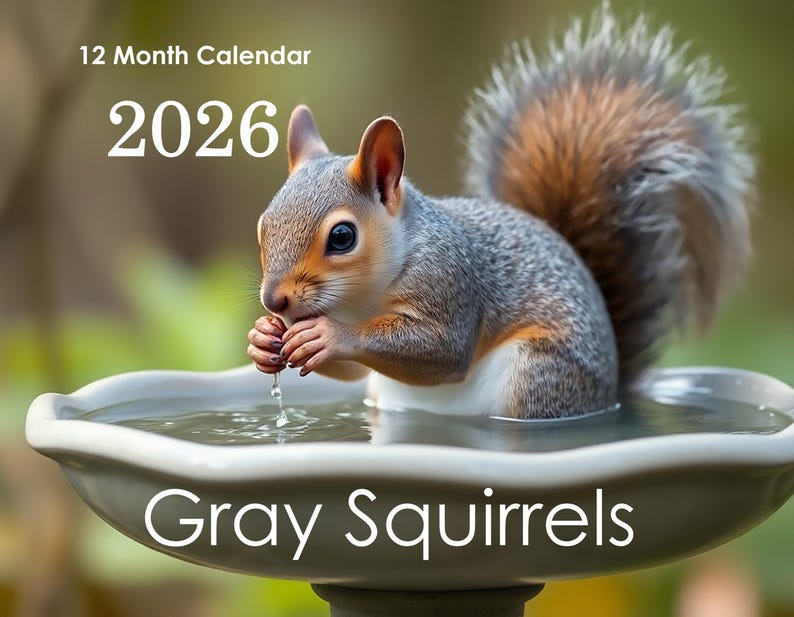 Gray Squirrels 2026 12 Month Calendar - Grey Squirrel Monthly Wall ...