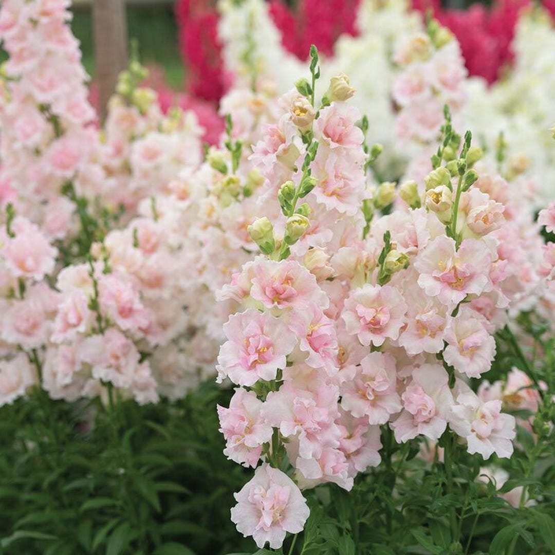 Double Frappe Light Pink Snapdragon Seeds - 25 Seeds - Etsy