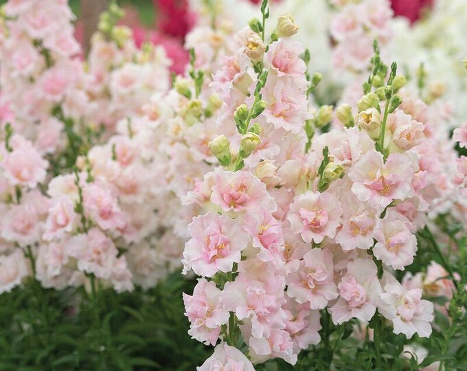 Double Frappe Light Pink Snapdragon Seeds - 25 Seeds - Etsy