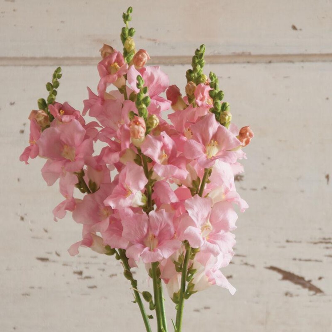Chantilly Snapdragon Seeds - Multiple Varieties - 25 Seeds - Etsy