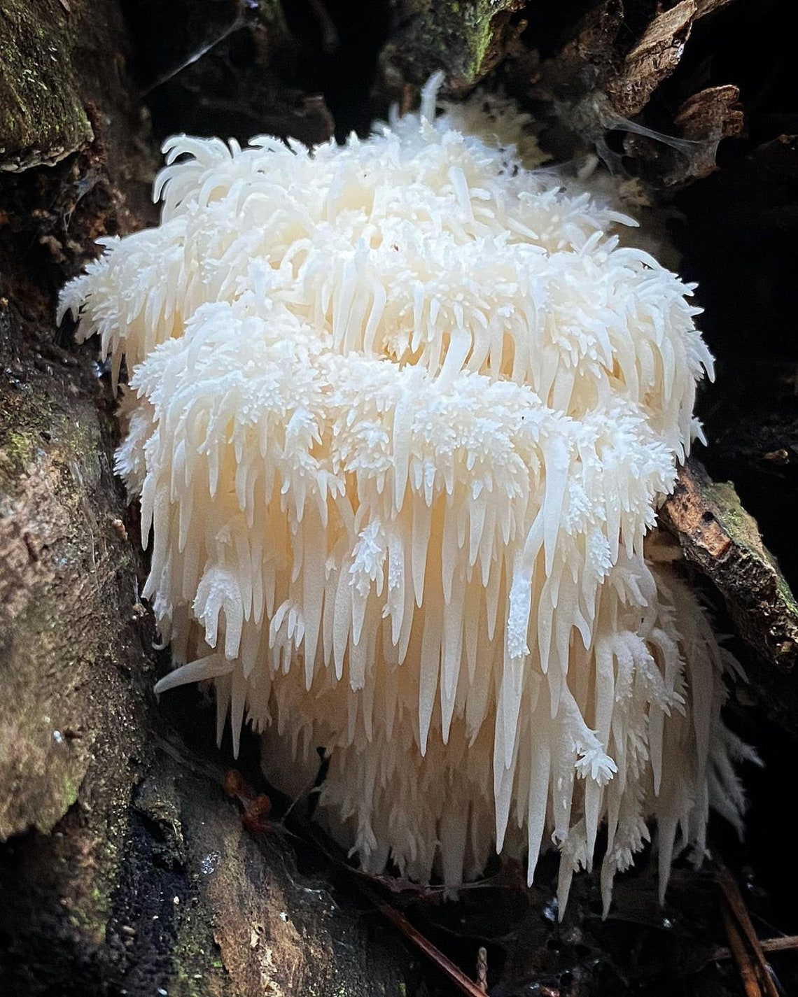 Real Lion's Mane Fresh Handcraft Medicinal Wild Mushroom - Etsy