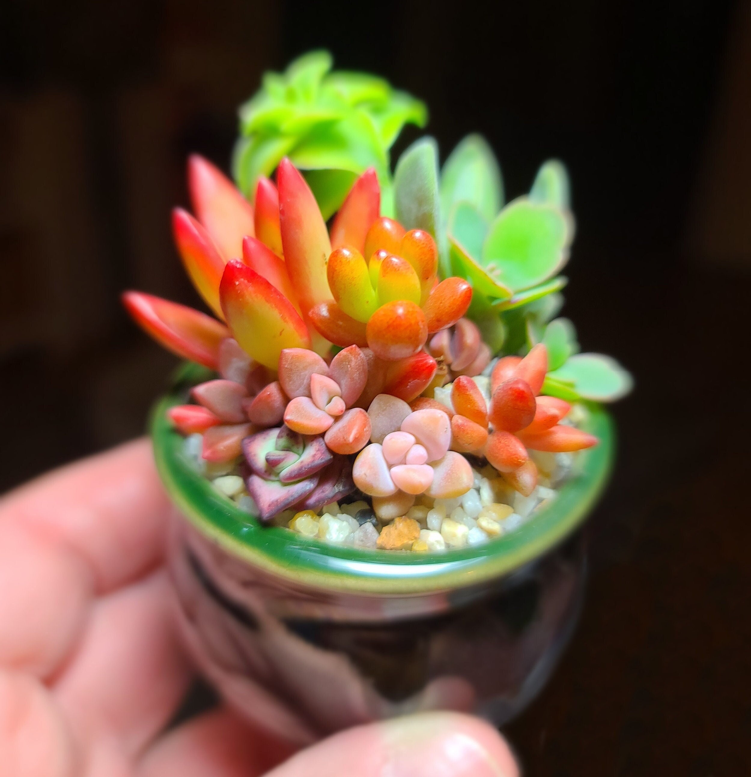 Mini Succulent Arrangement in Tiny Ceramic Pot, Mini Succulent Planter ...