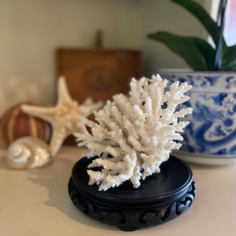 Coral Home Decor - Etsy
