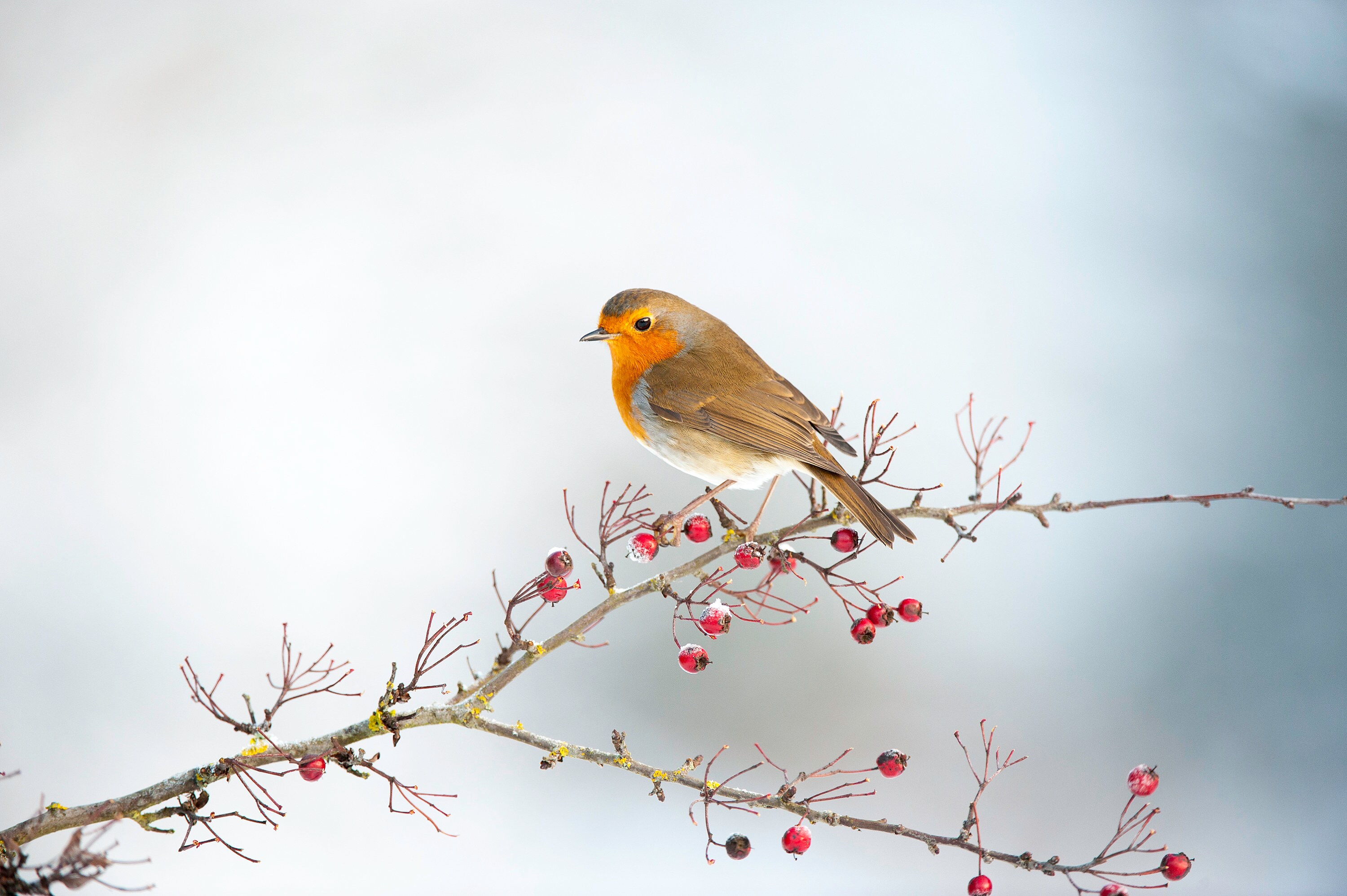 Christmas Snow Robin Photograph INSTANT DIGITAL DOWLOAD Jpg - Etsy