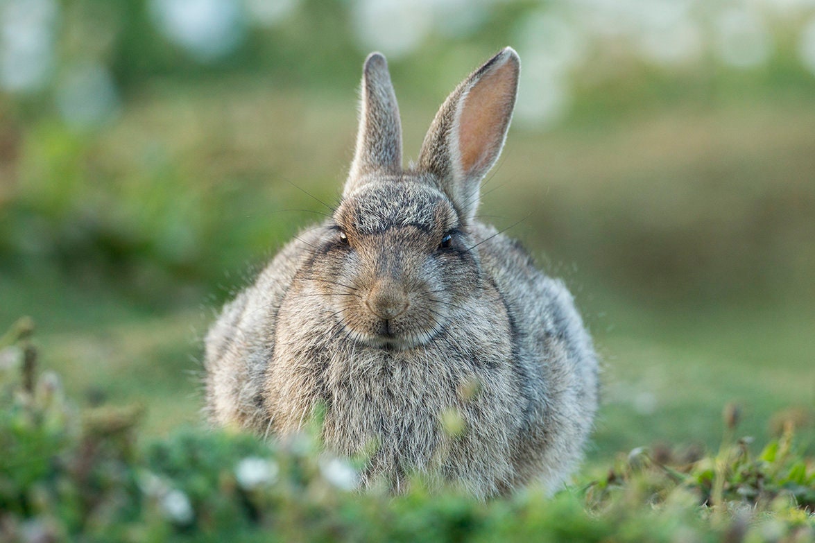 Colour Photograph of Bunny Rabbit INSTANT DIGITAL DOWNLOAD Jpg - Etsy