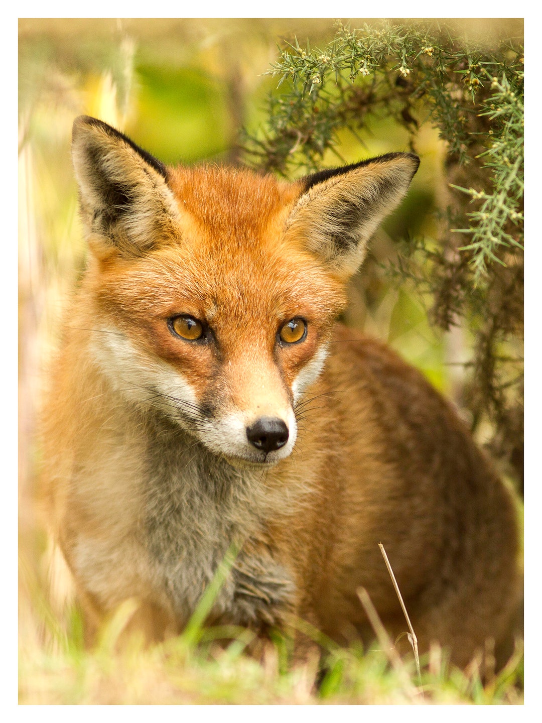 Springtime Fox Photograph INSTANT DIGITAL DOWNLOAD Jpg - Etsy