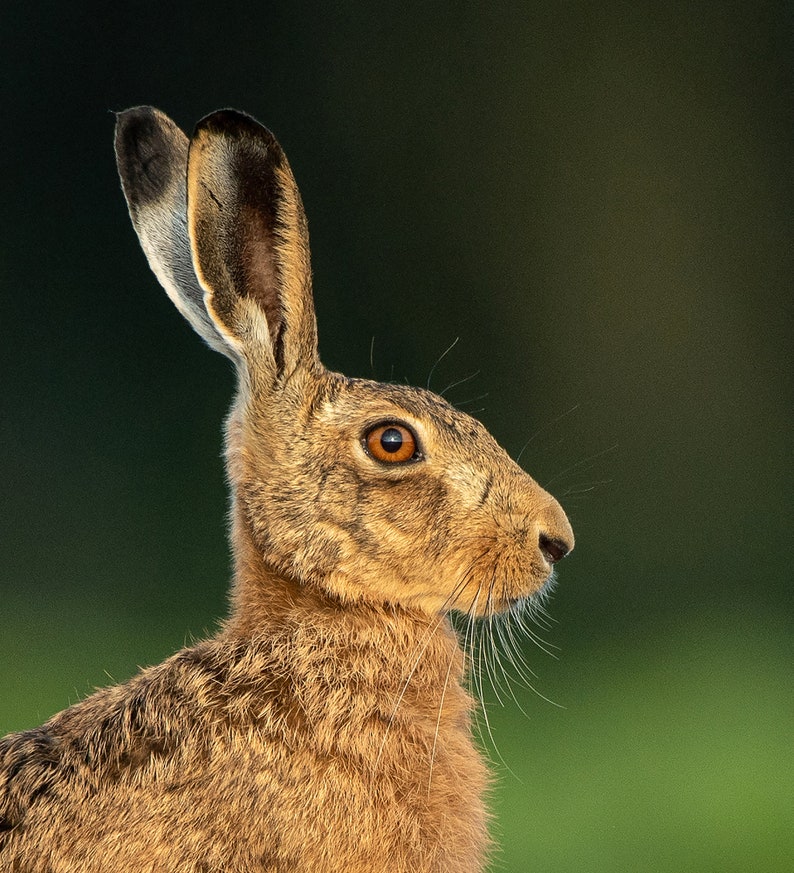 Colour Hare Photograph 3 of 3 INSTANT DIGITAL DOWNLOAD Jpg - Etsy