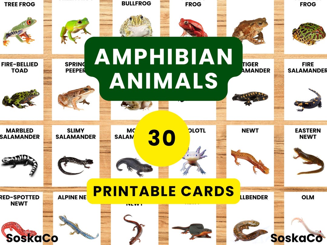 Amphibian Animal, Realistic Animals, Amphibians Study, Montessori ...