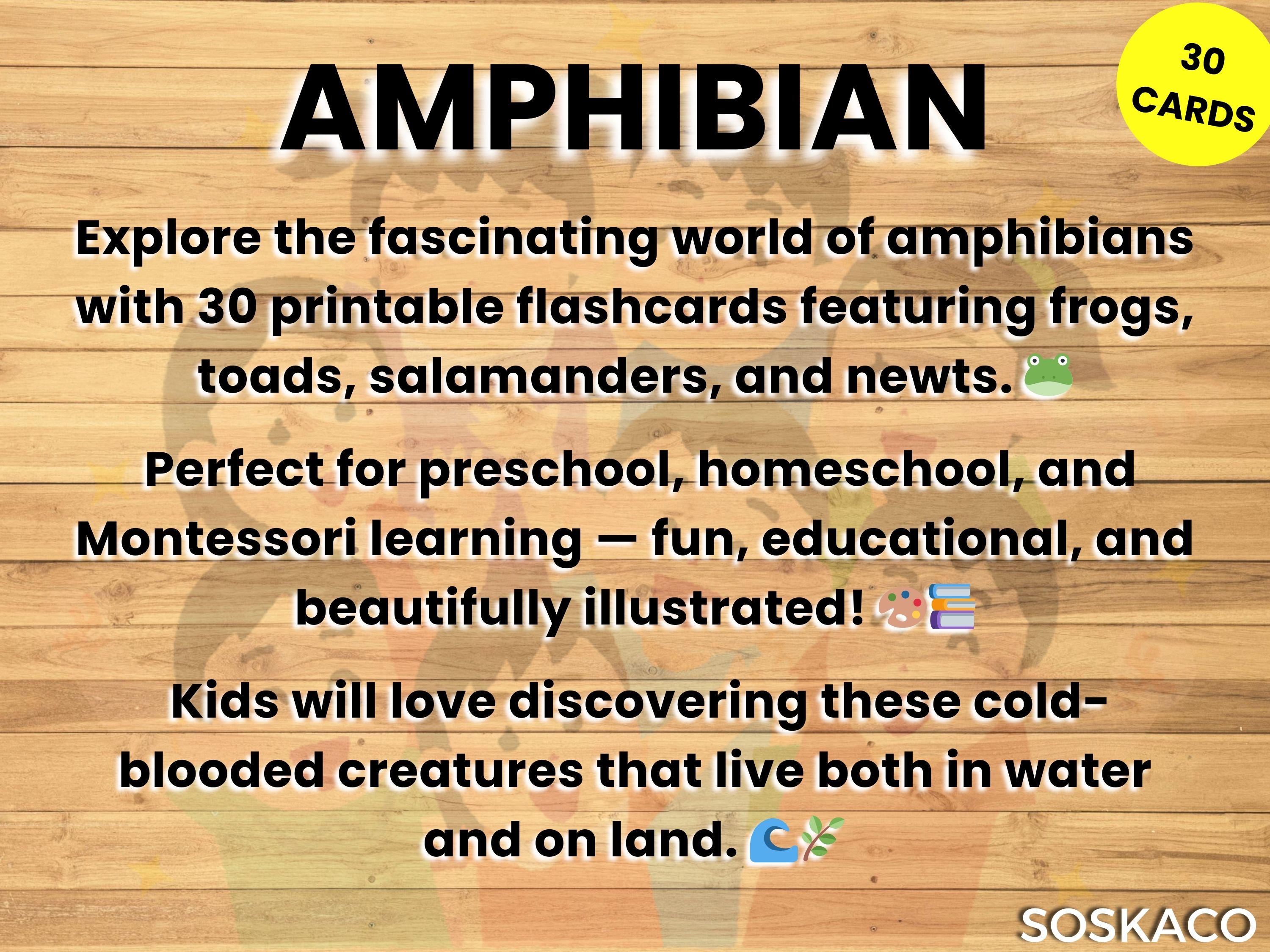 Amphibian Animal, Realistic Animals, Amphibians Study, Montessori ...