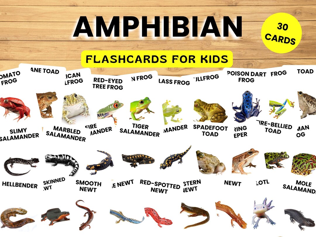 Amphibian Animal, Montessori Animals, Realistic Animals, Amphibians ...