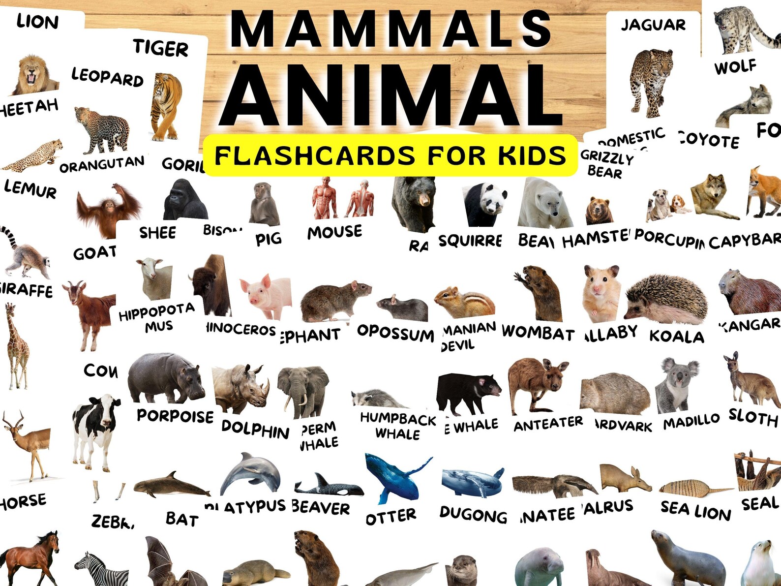Mammals Flashcards for Kids, Mammal Animal, Realistic Animal, Printable ...