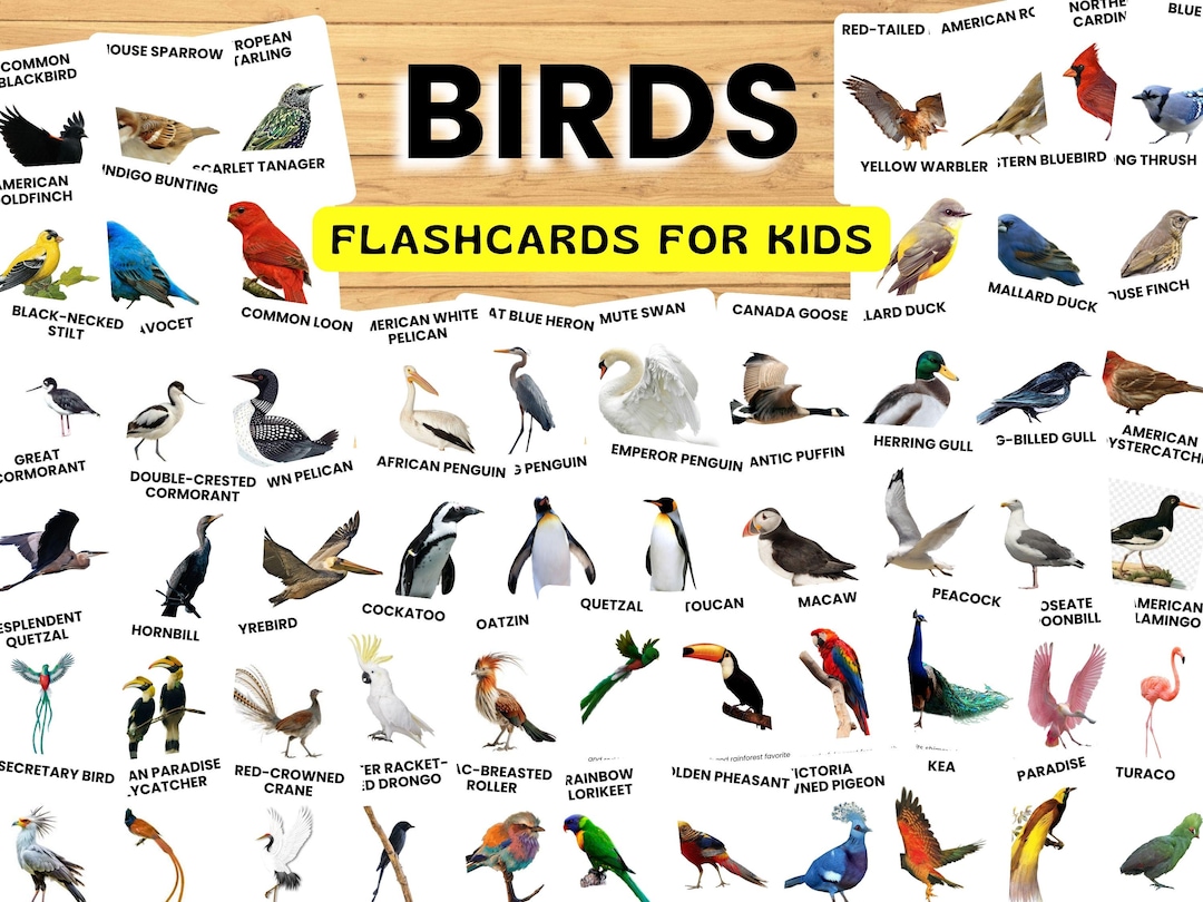 Bird Flashcards Printable for Kids, Montessori Preschool Learning, Land ...