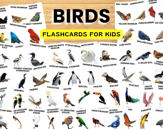 32 Birds Flashcards / Image Cards for Kids, Preschoolers. Nomenclature ...