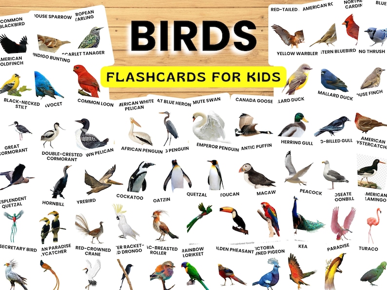 Birds Flashcards for Kids, Montessori Bird Print, Water and Exotic Bird ...