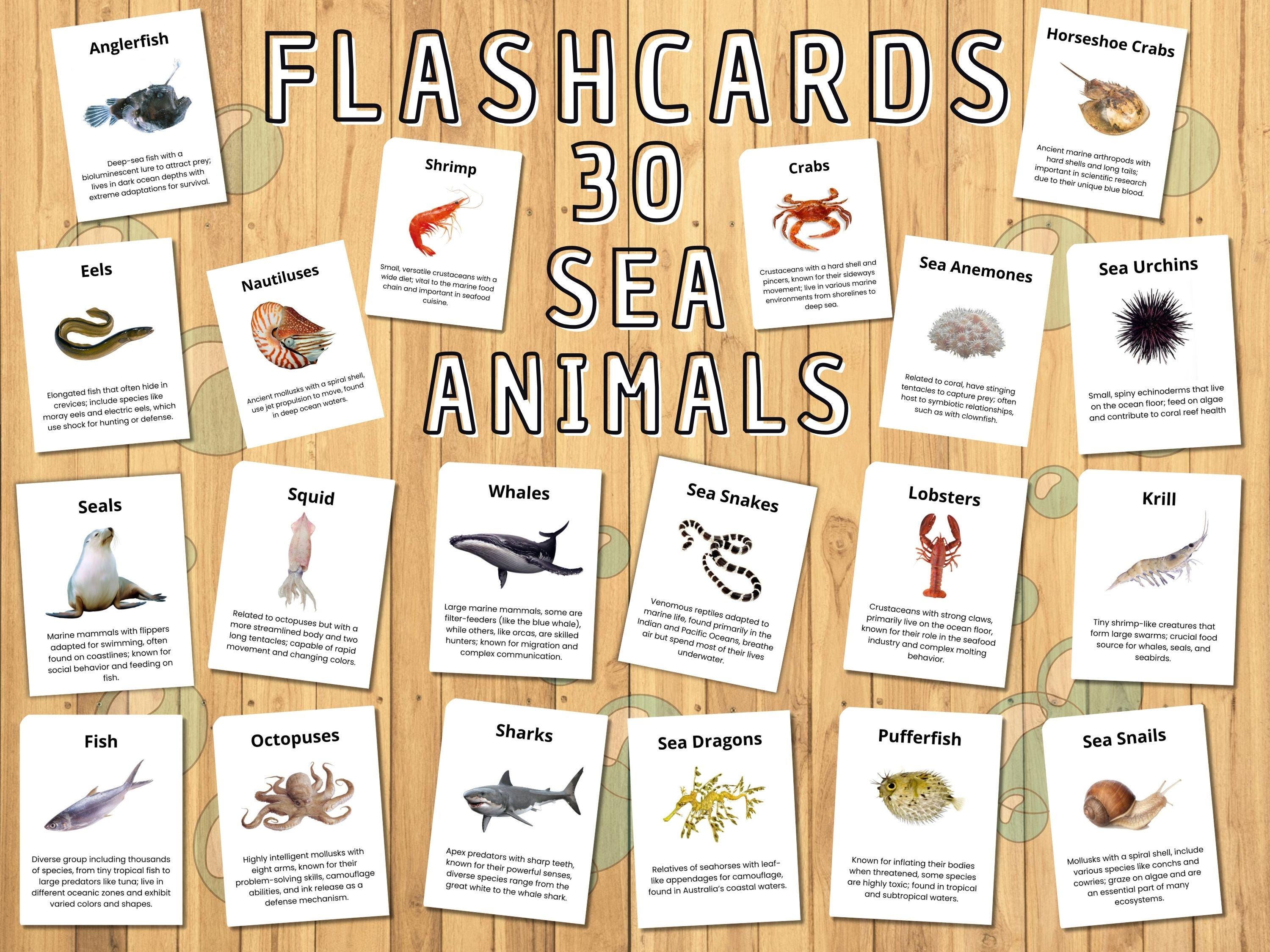Ocean Animal Flashcards, Montessori Ocean Animals Learning Printable ...