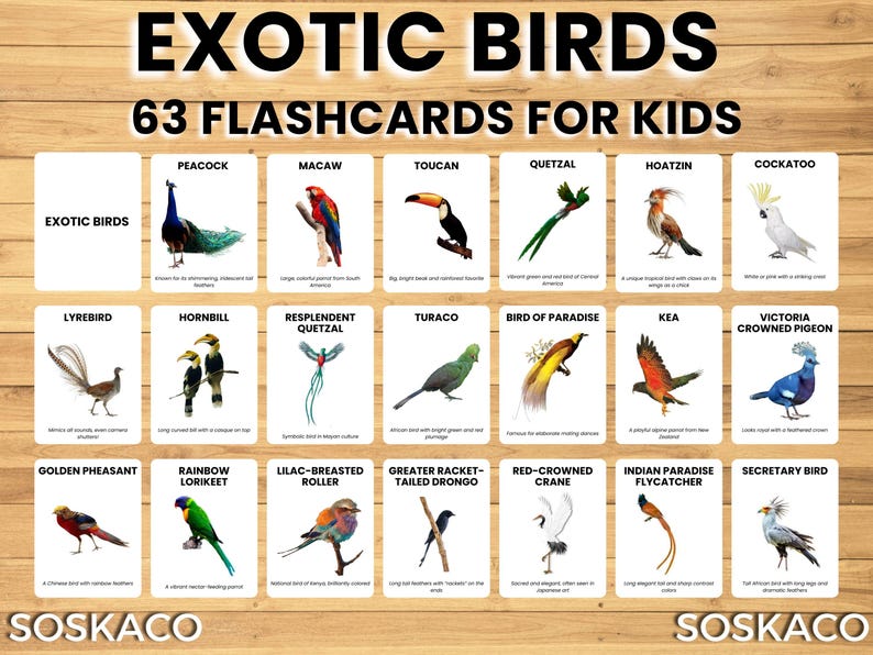 Birds Flashcards for Kids, Montessori Bird Print, Water and Exotic Bird ...