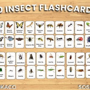 50 Insects Flash Cards, Insect Species Flashcards, PDF Instant Download ...
