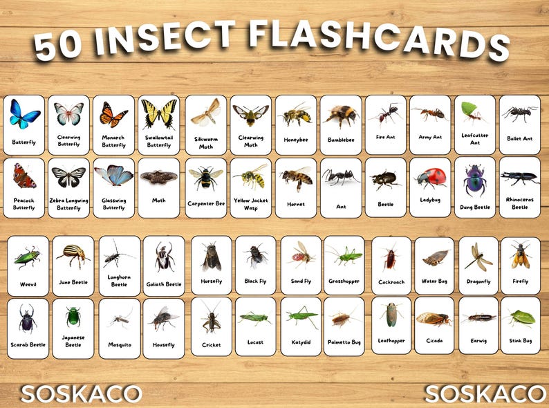 Insects Flashcards for Kids, Insect Species Montessori Animals ...