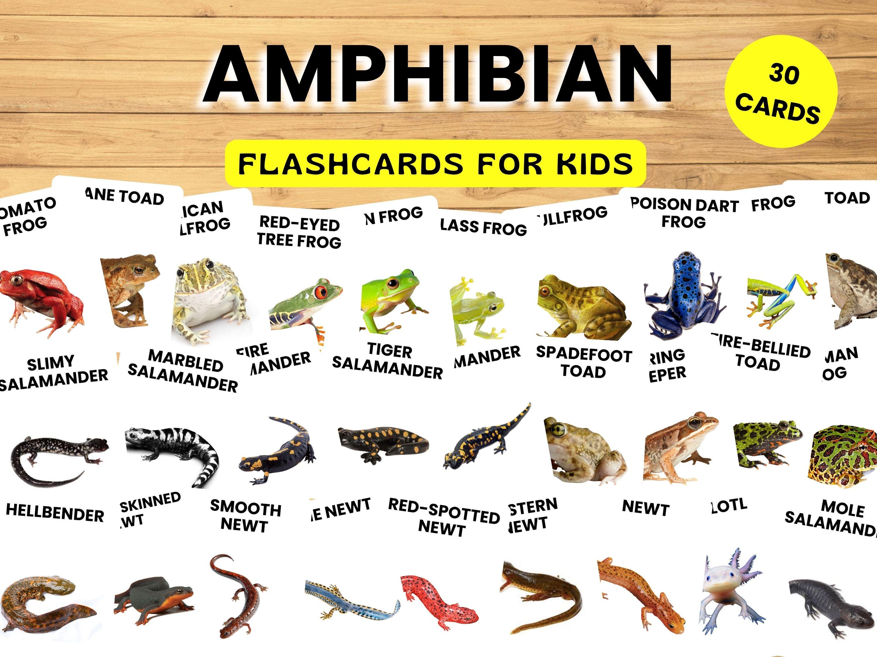 Amphibian Flashcards for Kids, Learn Frogs, Salamanders, Toads and ...