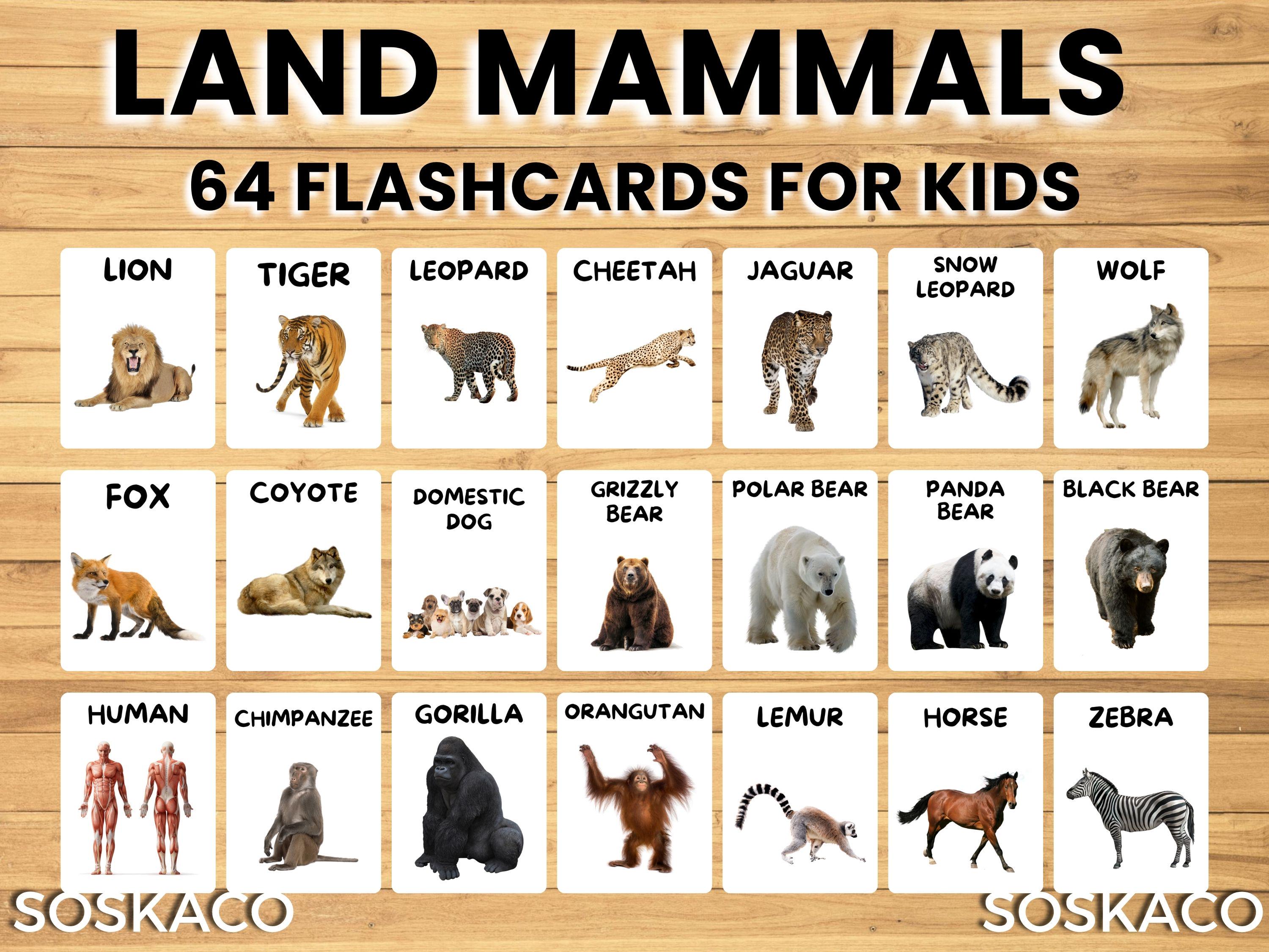 Mammals Flashcards for Kids, Mammal Animal, Realistic Animal, Printable ...