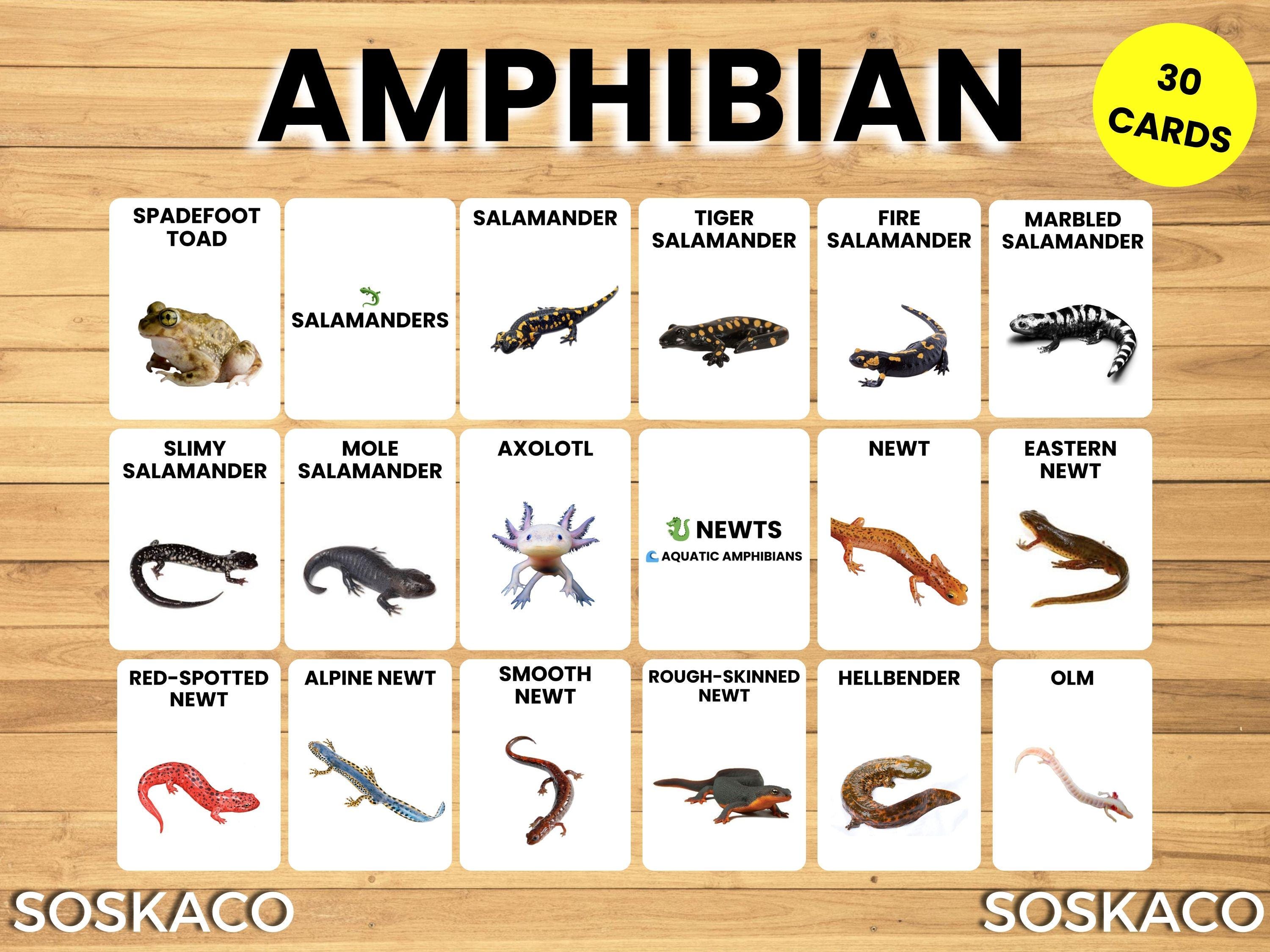 Amphibian Flashcards for Kids, Learn Frogs, Salamanders, Toads and ...