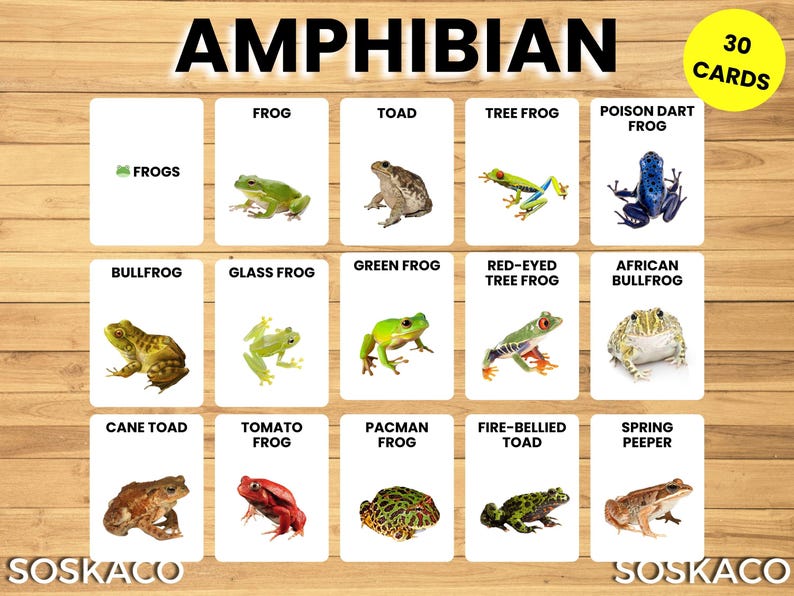 Amphibian Flashcards for Kids, Learn Frogs, Salamanders, Toads and ...