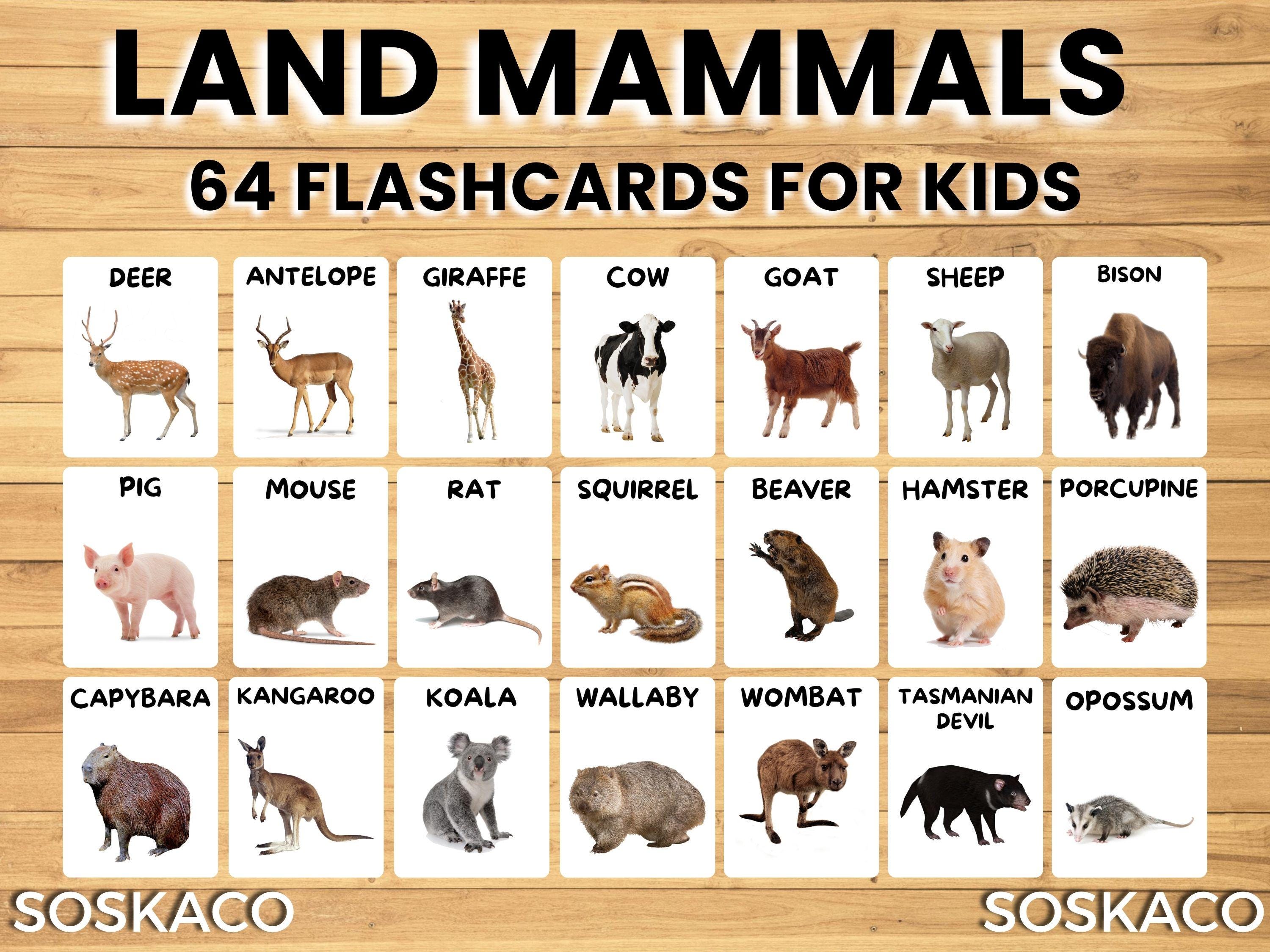 Mammals Flashcards for Kids, Mammal Animal, Realistic Animal, Printable ...