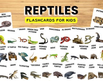 33 Reptile Flashcards, Learning for Preschool, Montessori, Homeschool ...