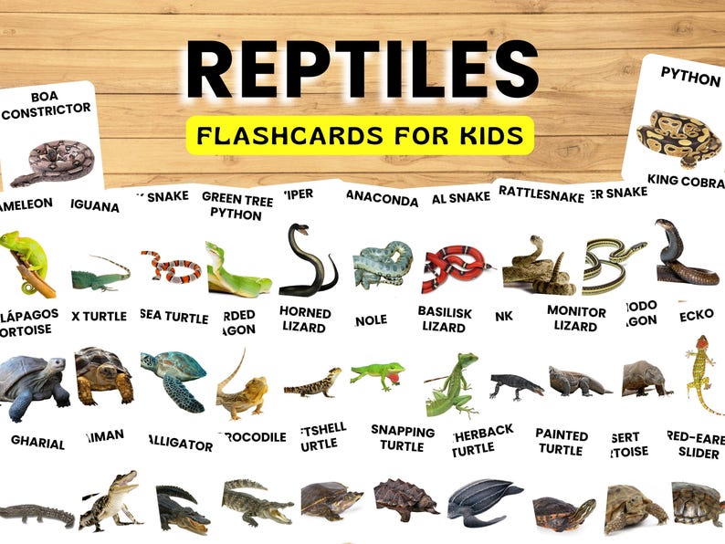33 Reptile Flashcards, Learning for Preschool, Montessori, Homeschool ...