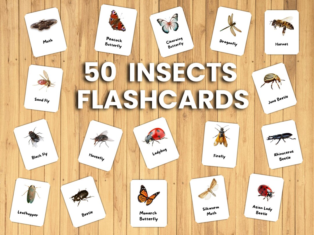 50 Insects Flash Cards, Insect Species Flashcards, PDF Instant Download ...