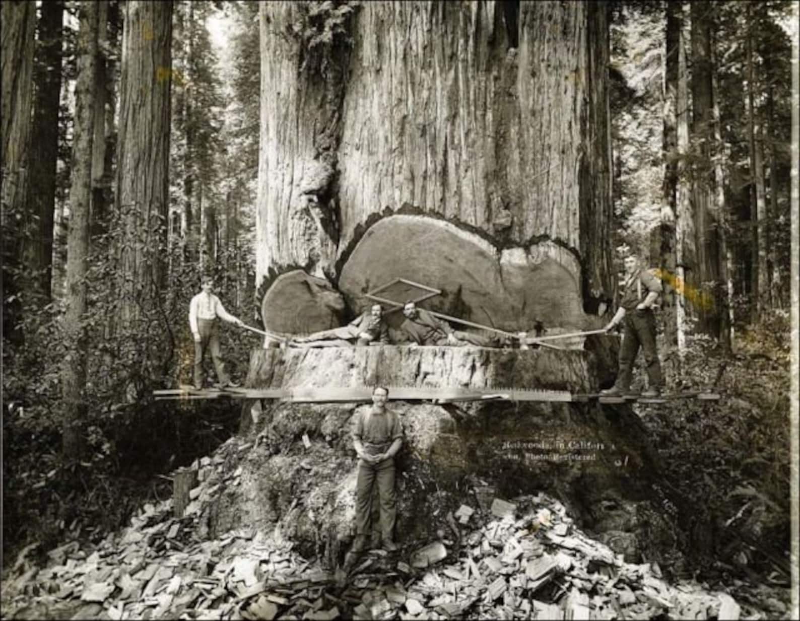 Lumber Jacks Cutting the Redwood Trees 1895 8 X 10 Photo - Etsy