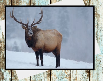 Elk Greeting Cards - Etsy