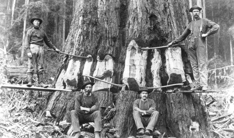 1900 Loggers With Saw, Lumber Jacks 8 X 10 Photo Color or Black and ...